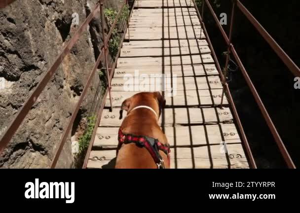Walking scared Stock Videos & Footage - HD and 4K Video Clips - Alamy
