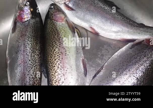 Cycloid fish scales Stock Videos & Footage - HD and 4K Video Clips - Alamy