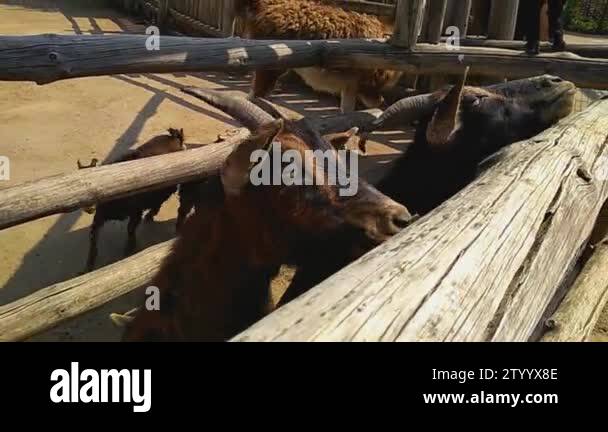 Cameroon goats Stock Videos & Footage - HD and 4K Video Clips - Alamy