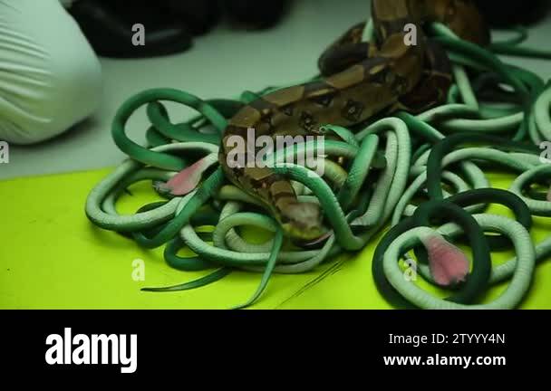 Asia traditional games children Stock Videos & Footage - HD and 4K ...