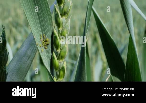 Insect pests on ear of green soft wheat on field, close-up, spring day ...