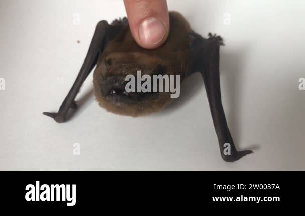 China market bats Stock Videos & Footage - HD and 4K Video Clips - Alamy