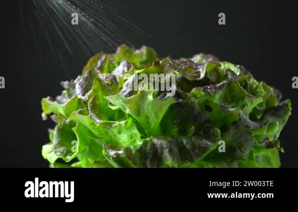 Lettuce red green oak leaf Stock Videos & Footage - HD and 4K Video Clips - Alamy