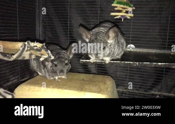 Chinchilla family Stock Videos & Footage - HD and 4K Video Clips - Alamy