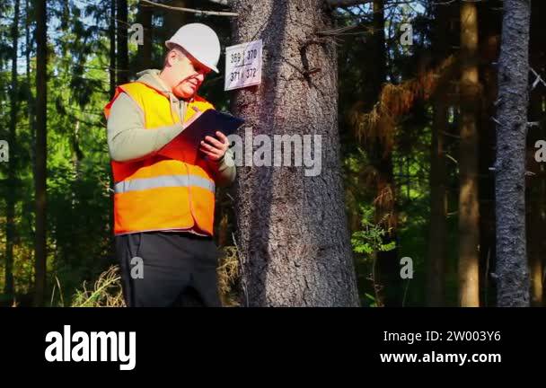 Forest marked tree Stock Videos & Footage - HD and 4K Video Clips - Alamy