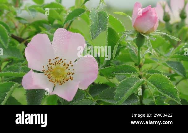 Flowers of wild rose. The Friends of the Wild Flower Garden, Inc.Trees ...
