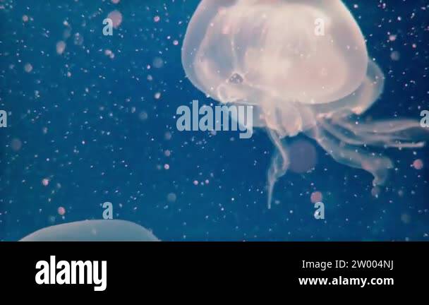 Floating phase Stock Videos & Footage - HD and 4K Video Clips - Alamy