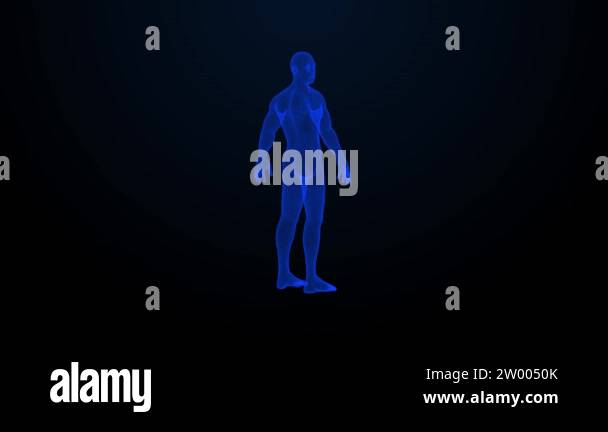 The hologram of rotating human. Blue 3D animation of human with a ...
