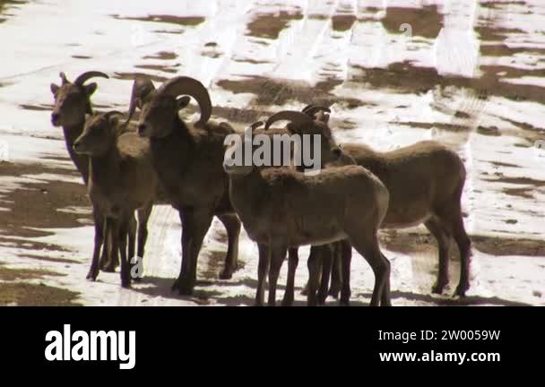Pack of sheep Stock Videos & Footage - HD and 4K Video Clips - Alamy