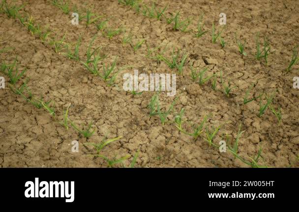 Very drought dry field land leaves garlic Allium cepa drying up the ...