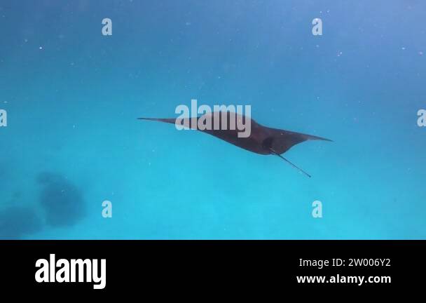 Blotched fantail ray marbled stingray Stock Videos & Footage - HD and ...