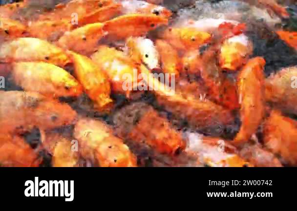 Carp fish feeding Stock Videos & Footage - HD and 4K Video Clips - Alamy