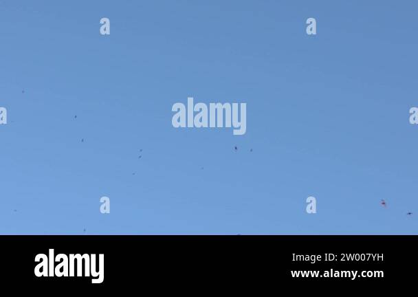 Slow Motion of black barn swallows birds flying in Italy. Silhouetted ...