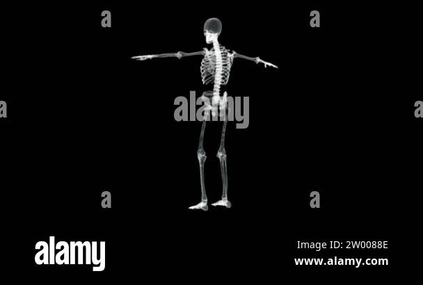 Hologram screen 3d of human skeleton spinning in vitruvian position ...