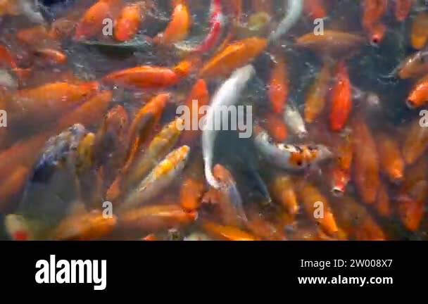 Carps in a pond Stock Videos & Footage - HD and 4K Video Clips - Alamy