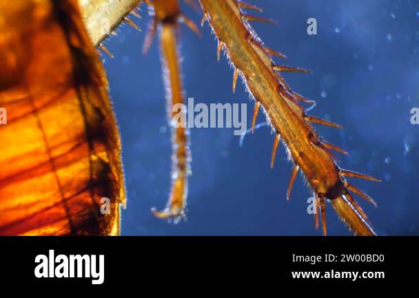 Detailed insect species Stock Videos & Footage - HD and 4K Video Clips ...