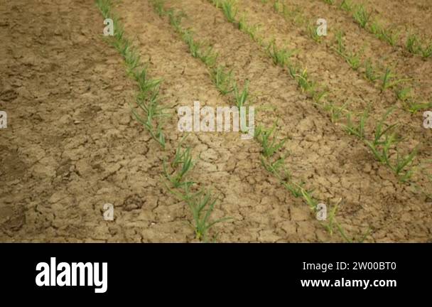 Very drought dry field land leaves garlic Allium cepa drying up the ...