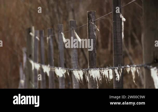 Wool caught on barbed wire Stock Videos & Footage - HD and 4K Video ...