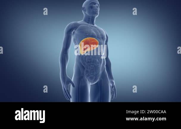 Human Liver. Medically accurate animation of the liver. 3d render 4k ...