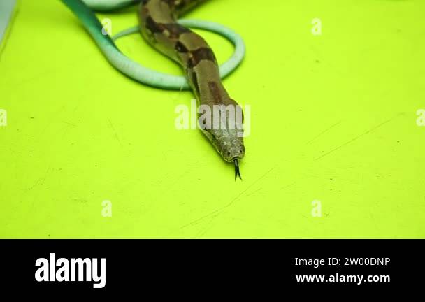 The children put a real snake with snakes and play games side by side ...