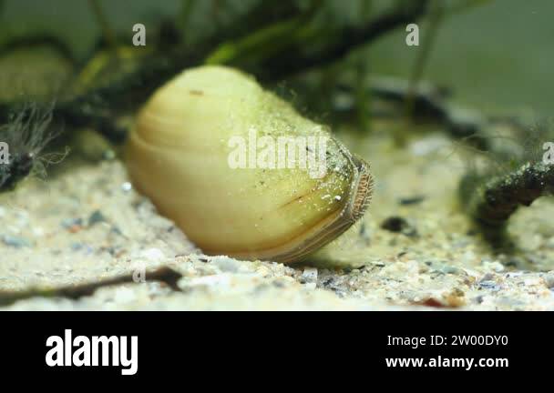 Rhodeus amarus, European bitterling, wild small freshwater fish ...