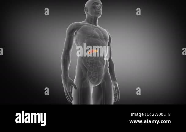 Human Pancreas. Medically accurate animation of the pancreas. 3d render ...