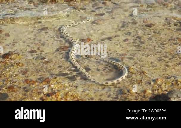 Underwater snakes are hunting and feeding in Red sea in Dahab Egypt ...