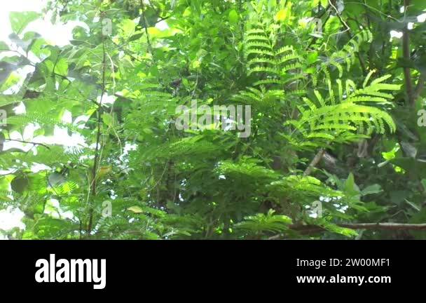 Biancaea sappan (Caesalpinia sappan L., sappanwood, secang, sepang ...