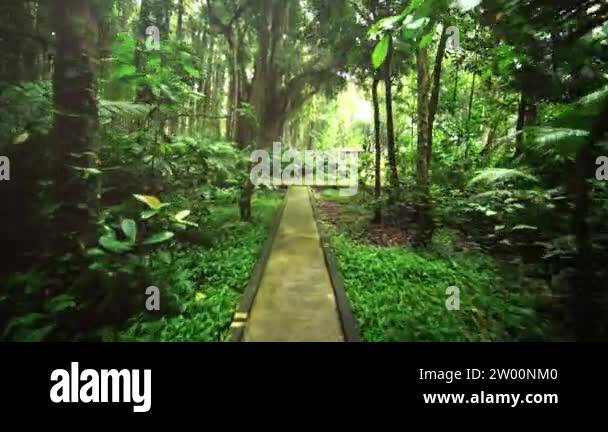 Paving slabs overgrown with moss. Walk through rainforest path Stock ...