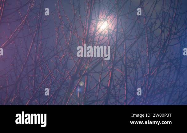 Moonlight through the tree Stock Videos & Footage - HD and 4K Video ...