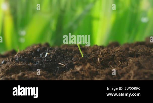 Growing Green Plant. Young plant. The Sapling are growing from the soil ...