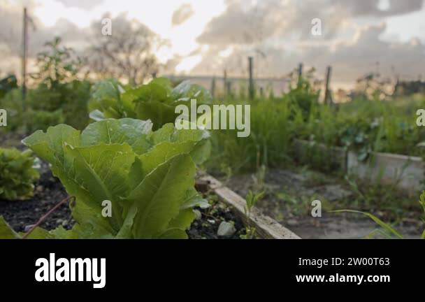 Organic vegetables in small rural Stock Videos & Footage - HD and 4K ...