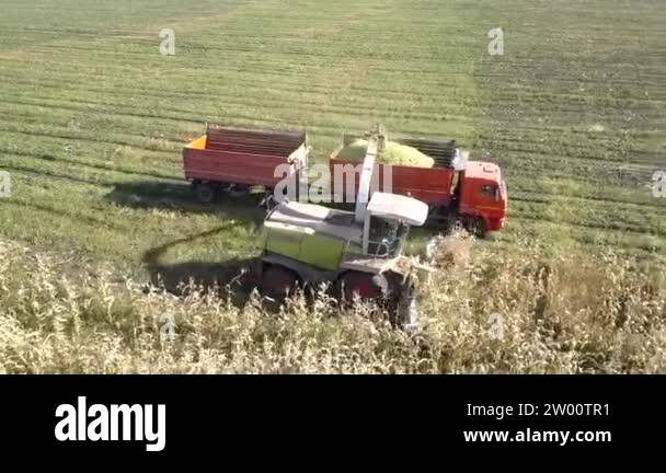 Crop corm Stock Videos & Footage - HD and 4K Video Clips - Alamy