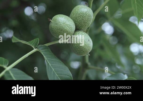 Walnut in the peel on branch. Green walnuts on the tree branch in ...