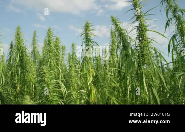 CLOSE UP Green marijuana plants growing in sunny field. Narcotic ganja ...
