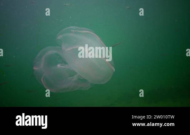 Marine invasions jellyfish ctenophora Mnemiopsis (Mnemiopsis leidyi ...