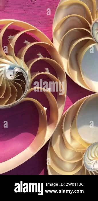 shell nautilus pearl Fibonacci sequence symmetry cross section spiral ...