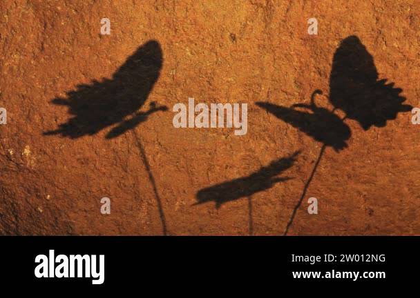 Butterfly shadow Stock Videos & Footage - HD and 4K Video Clips - Alamy