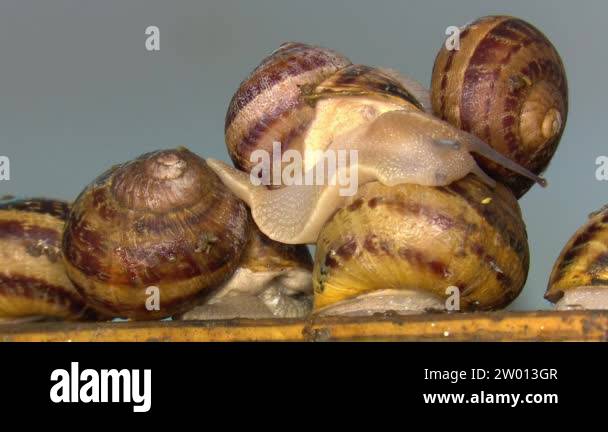 Snail farms Stock Videos & Footage - HD and 4K Video Clips - Alamy