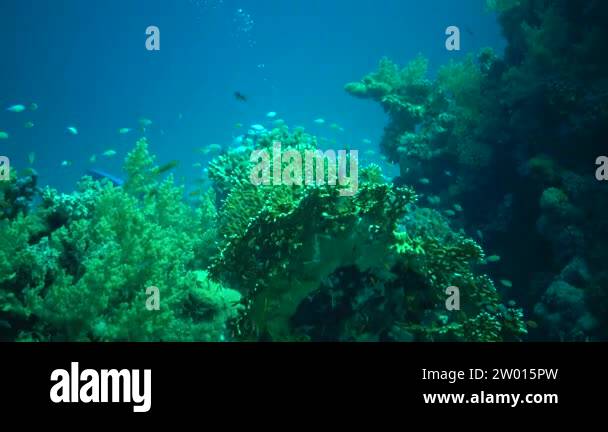 Fish hunt Stock Videos & Footage - HD and 4K Video Clips - Alamy