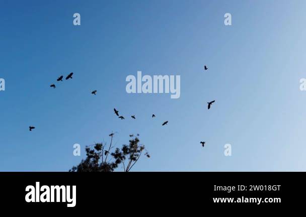 Martins goose Stock Videos & Footage - HD and 4K Video Clips - Alamy