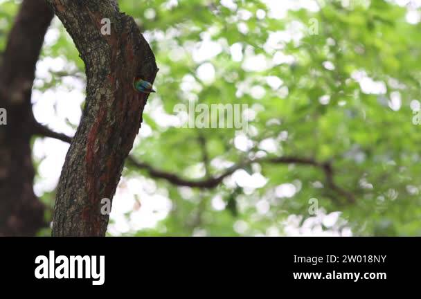 A bird Taiwan Barbet (Megalaima nuchalis) in the hole nest on the tree ...