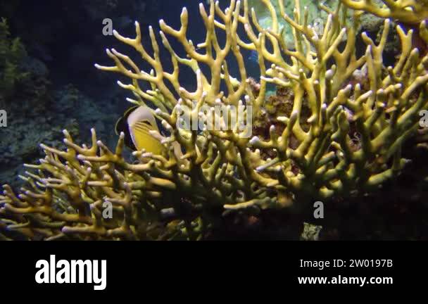 Coral reef, different types of coral and tropical fish. Nature of the ...