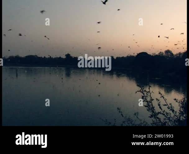 Bats swan Stock Videos & Footage - HD and 4K Video Clips - Alamy