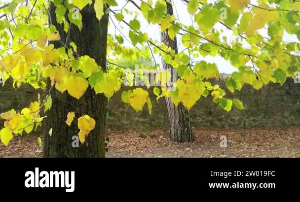 forest trees and green spring summer leaves at daylight sky with sun ...