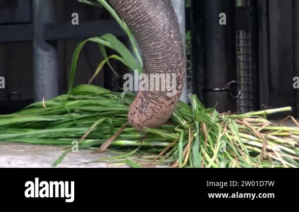 4K, Elephant without tusk is eating grass. Close up of an asiatic ...