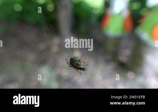 Spiders as food Stock Videos & Footage - HD and 4K Video Clips - Alamy