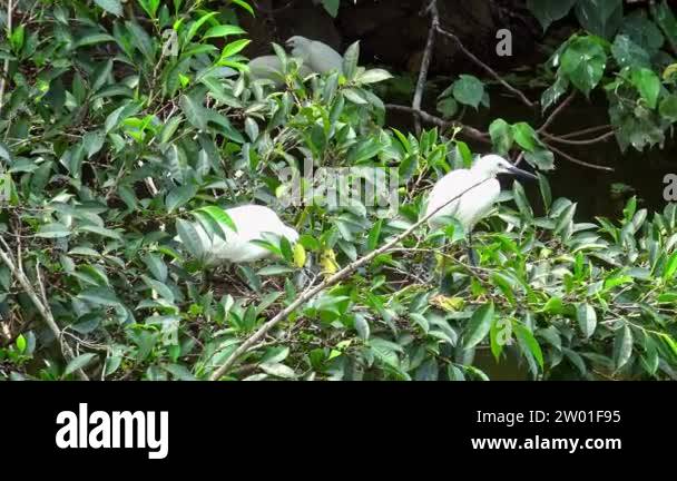 4k, White birds Egretta Garzetta nesting in spring. An adult Little ...