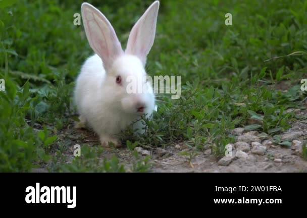 White rabbit eat Stock Videos & Footage - HD and 4K Video Clips - Alamy