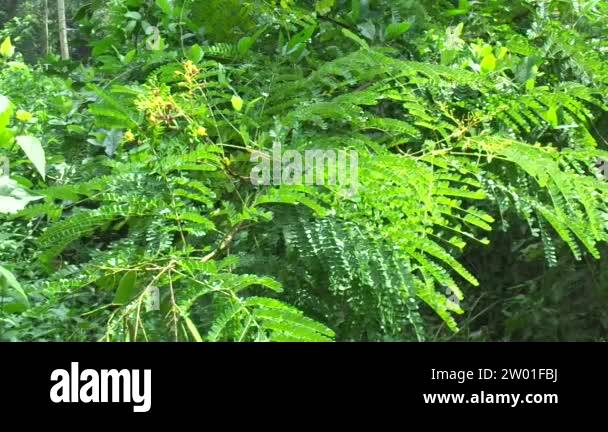 Biancaea sappan (Caesalpinia sappan L., sappanwood, secang, sepang ...